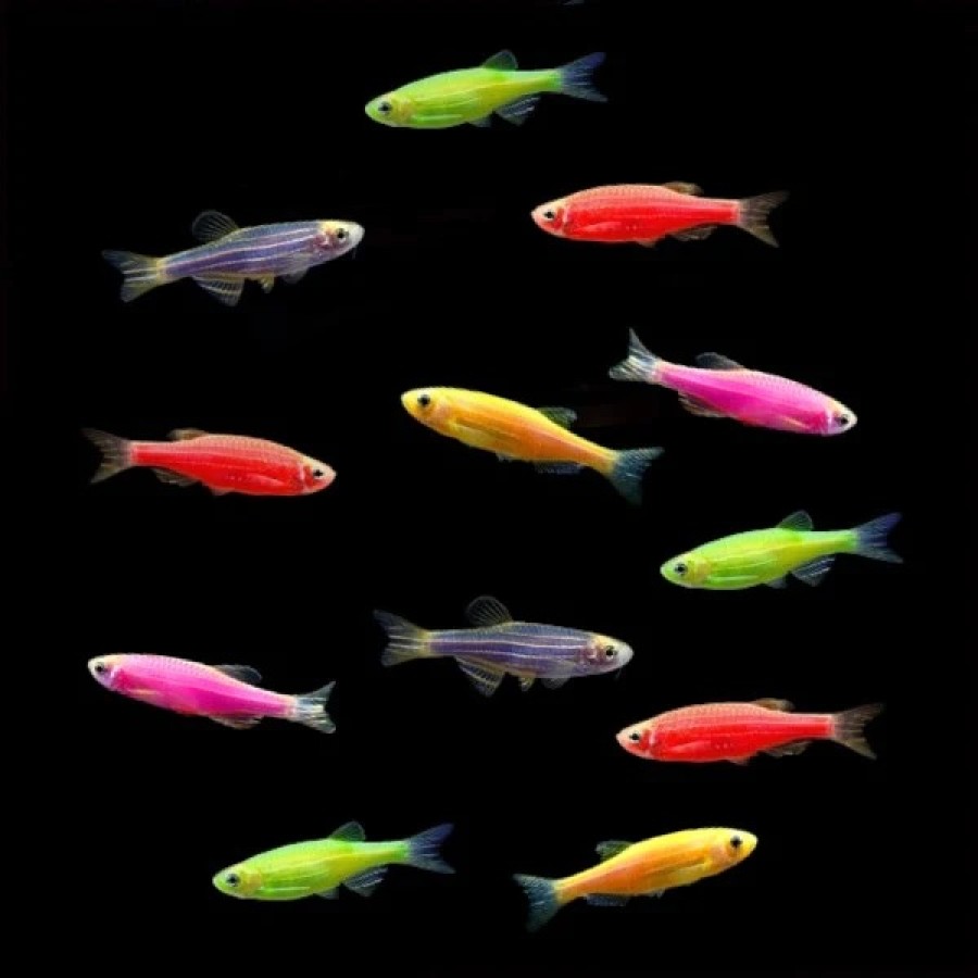 GloFish Danio Assorted Colors – Blue Reef Aquatics Tropical Fish