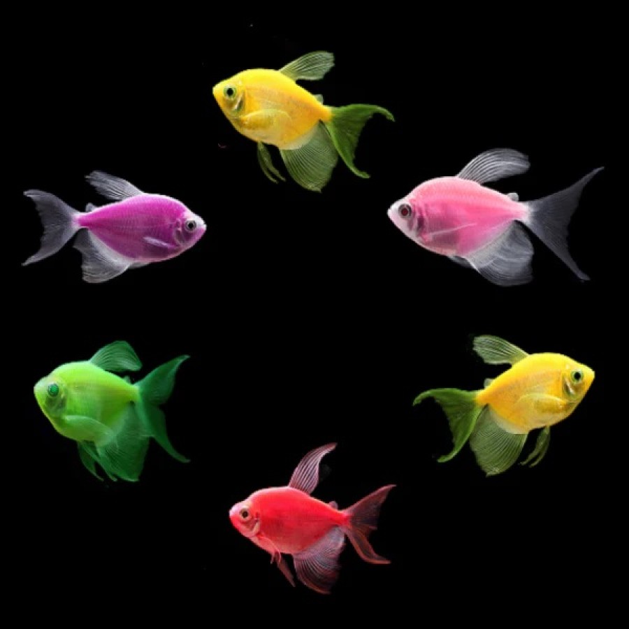 GloFish Longfin Tetra Assorted Colors – Blue Reef Aquatics Tropical Fish