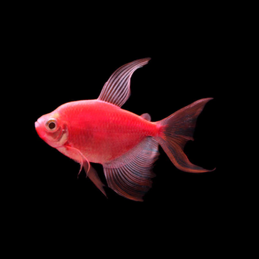GloFish Longfin Tetra Assorted Colors – Blue Reef Aquatics Tropical Fish